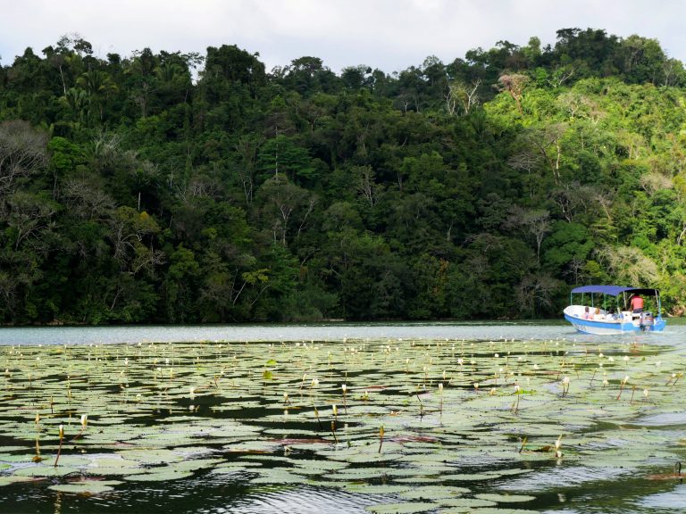 Wildes Guatemala (13/15) – Biotop Chocon Machacas – Rio Dulce: ein ...